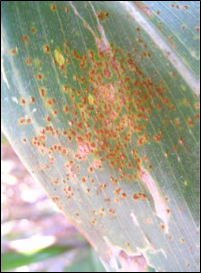 Southern Rust in Corn | Integrated Pest Management Program